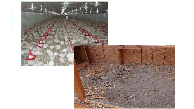 Housing for layer production | PPTX