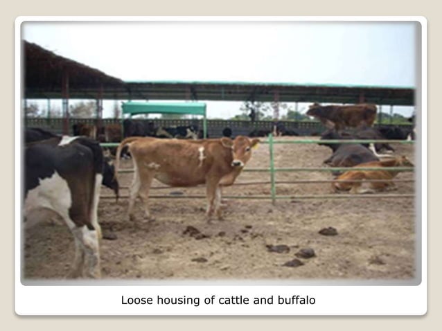 Different types of housing of animals | PPTX | Agriculture | Industries