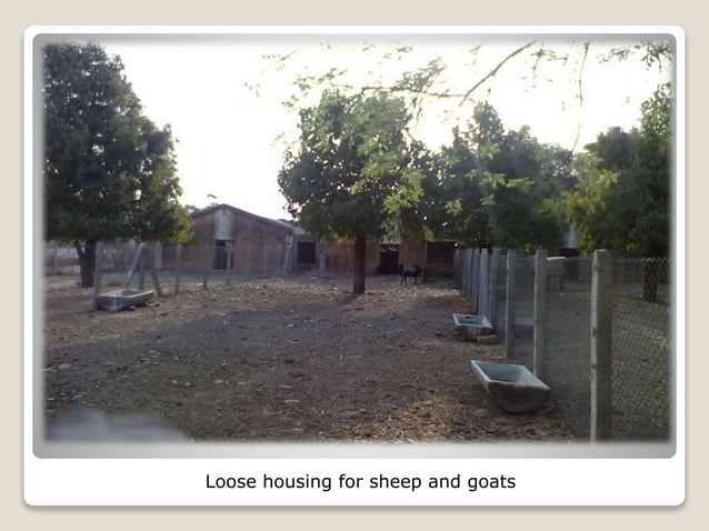 Different types of housing of animals | PPTX | Agriculture | Industries