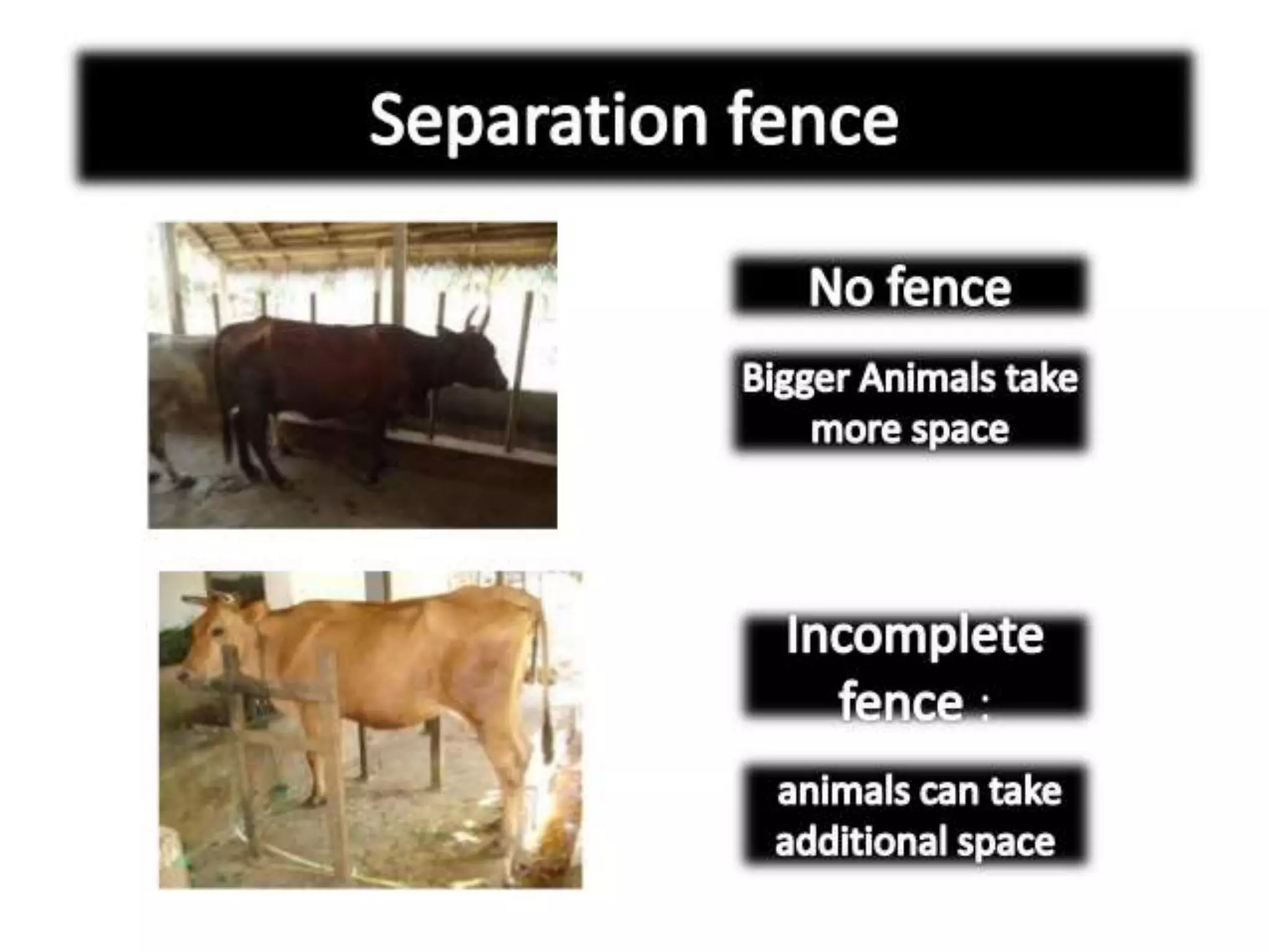 HOUSING OF CATTLE.pptx