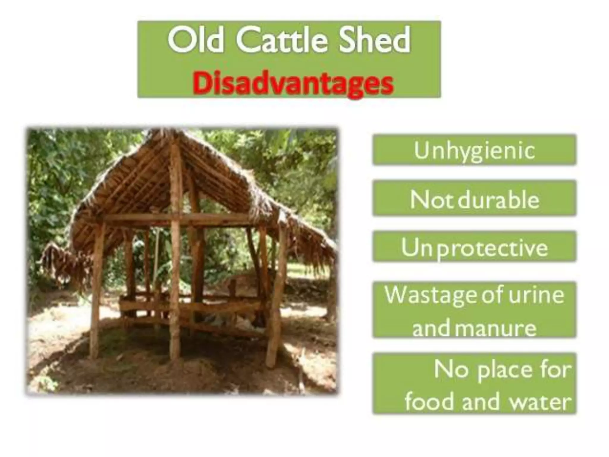 HOUSING OF CATTLE.pptx