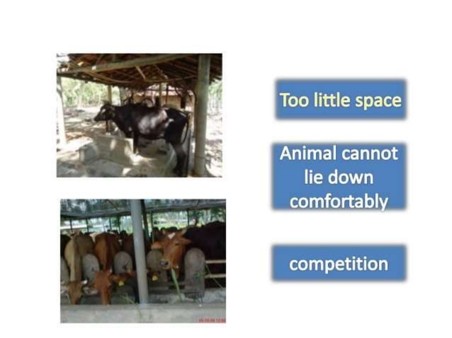 HOUSING OF CATTLE.pptx | Agriculture | Industries