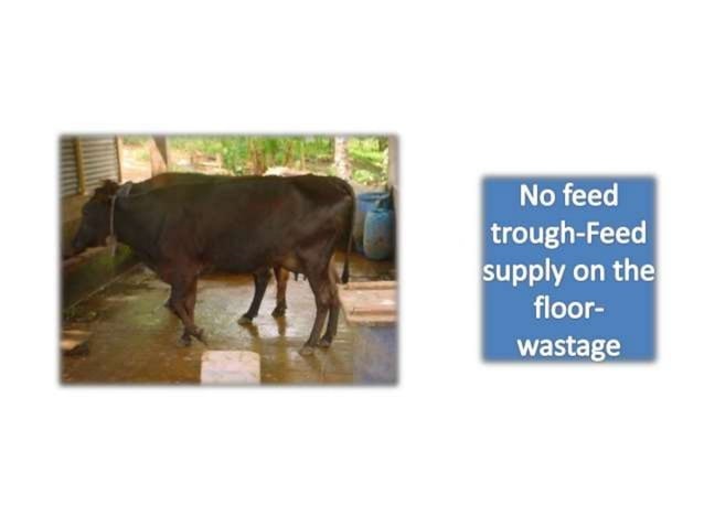 HOUSING OF CATTLE.pptx | Agriculture | Industries