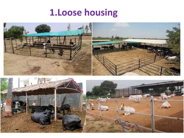 HOUSING OF CATTLE.pptx | Agriculture | Industries