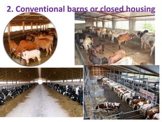 HOUSING OF CATTLE.pptx