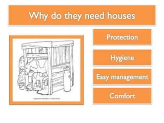 HOUSING OF CATTLE.pptx