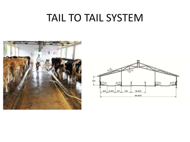 HOUSING OF CATTLE.pptx | Agriculture | Industries