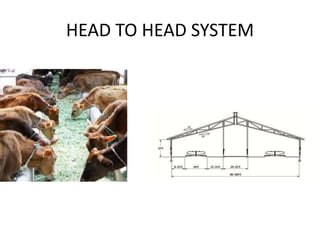 HOUSING OF CATTLE.pptx | Agriculture | Industries