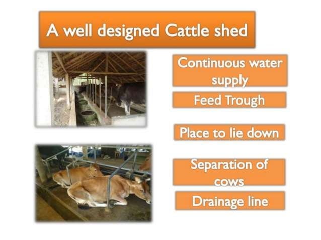 HOUSING OF CATTLE.pptx | Agriculture | Industries