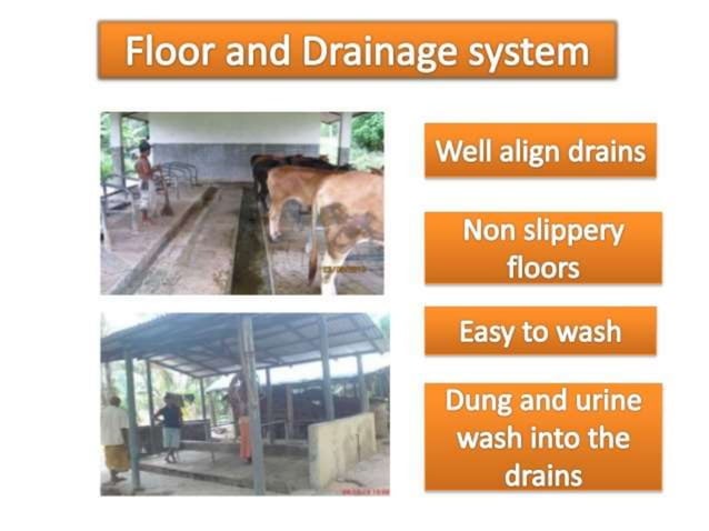 HOUSING OF CATTLE.pptx | Agriculture | Industries