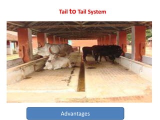 housing of dairy cattle.pptx