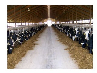 housing of dairy cattle.pptx