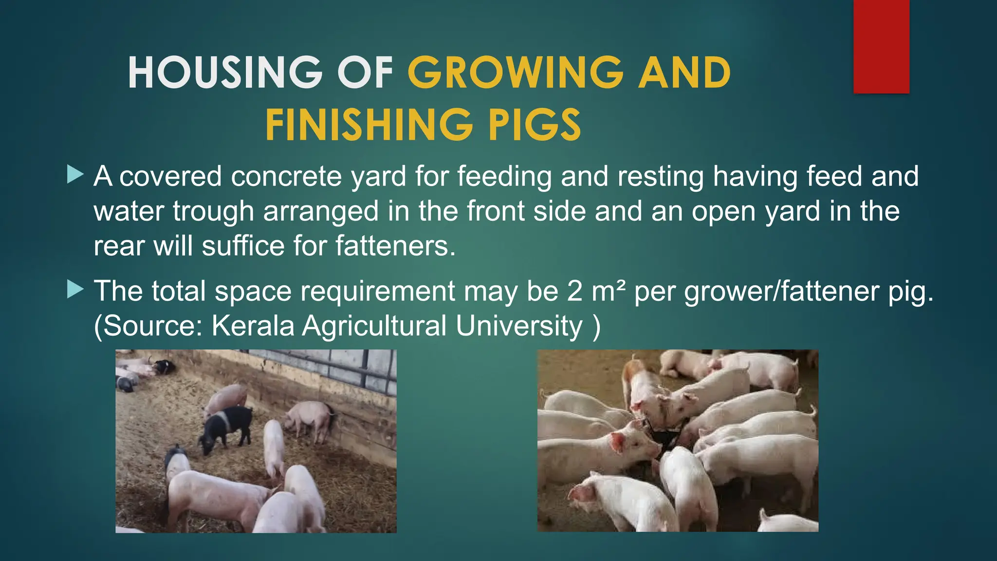 Veterinary Housing standards of pigs.pptx