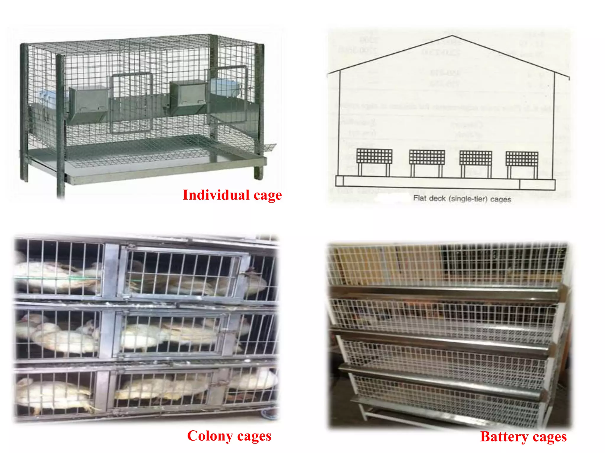 Housing systems of modern poultry | PPTX