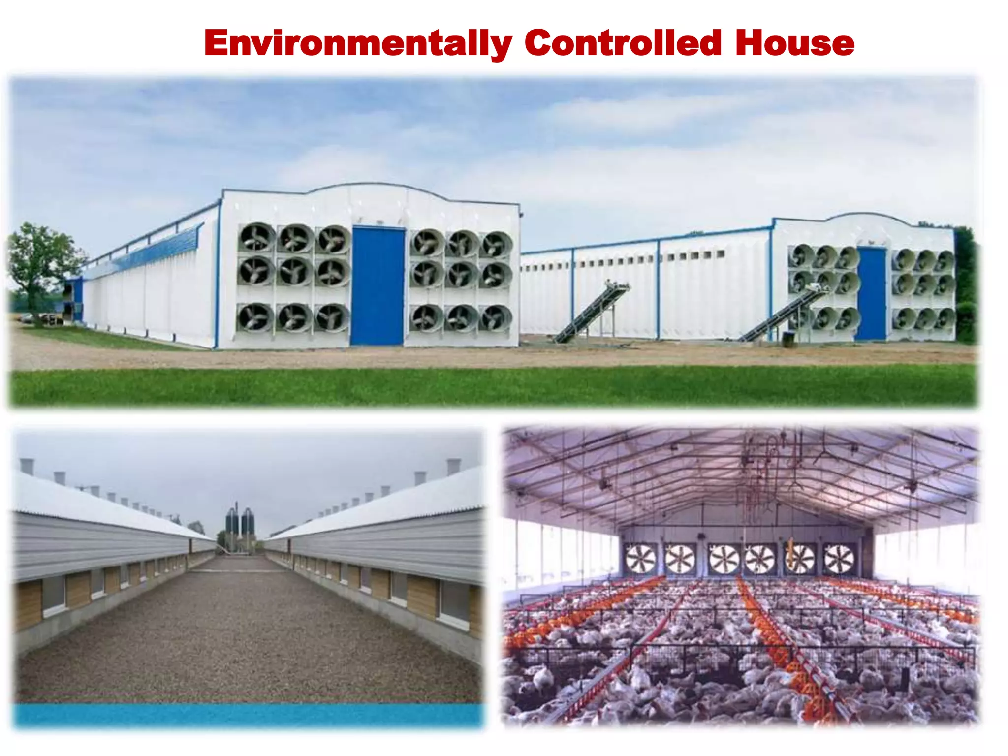 Housing systems of modern poultry | PPTX