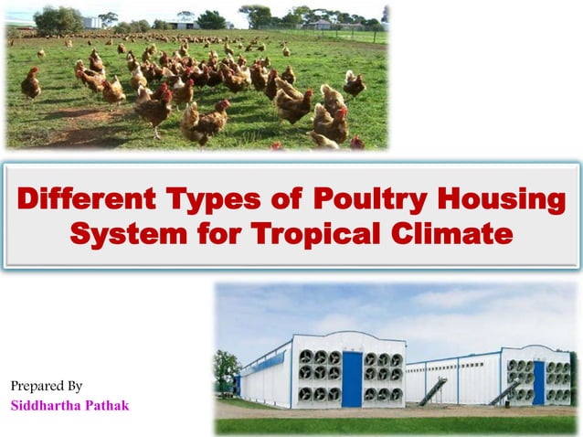 Housing systems of modern poultry | PPTX | Birds | Pets