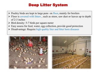 Housing systems of modern poultry | PPTX