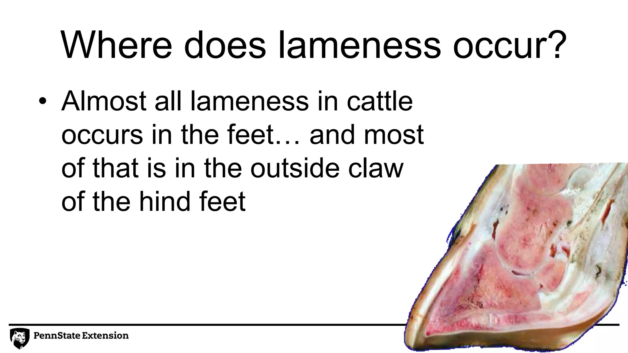 Preventing Lameness In Dairy Cattle | PPTX