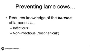 Preventing Lameness In Dairy Cattle | PPTX