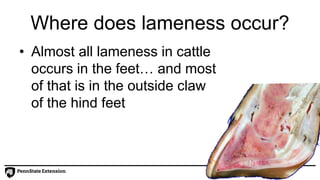 Preventing Lameness In Dairy Cattle | PPTX