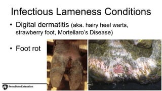 Preventing Lameness In Dairy Cattle | PPTX