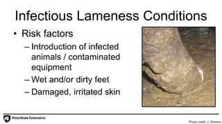 Preventing Lameness In Dairy Cattle | PPTX