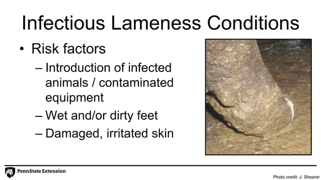Preventing Lameness In Dairy Cattle | PPTX | Foot Health | Diseases and Conditions