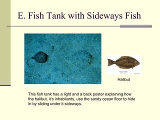 How Animals Adapt | PPT