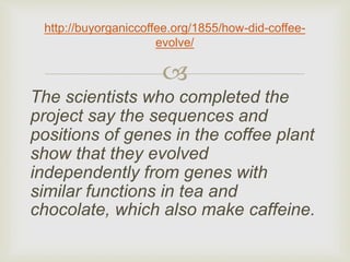 How Did Coffee Evolve? | PPT