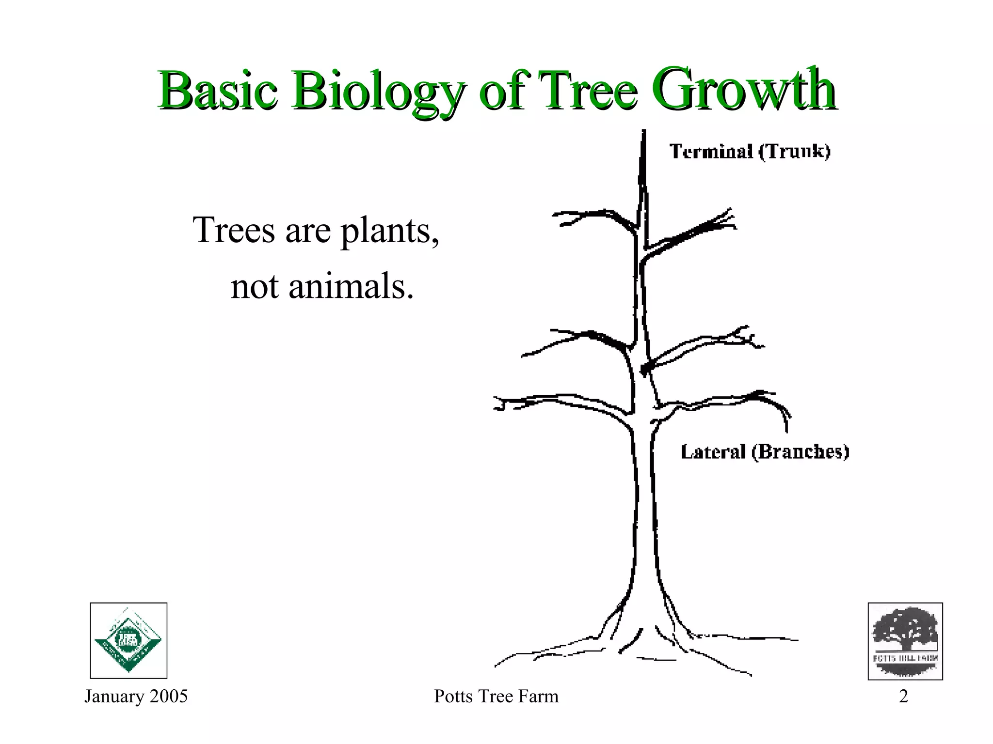 How Do Trees Grow? | PPT | Free Download
