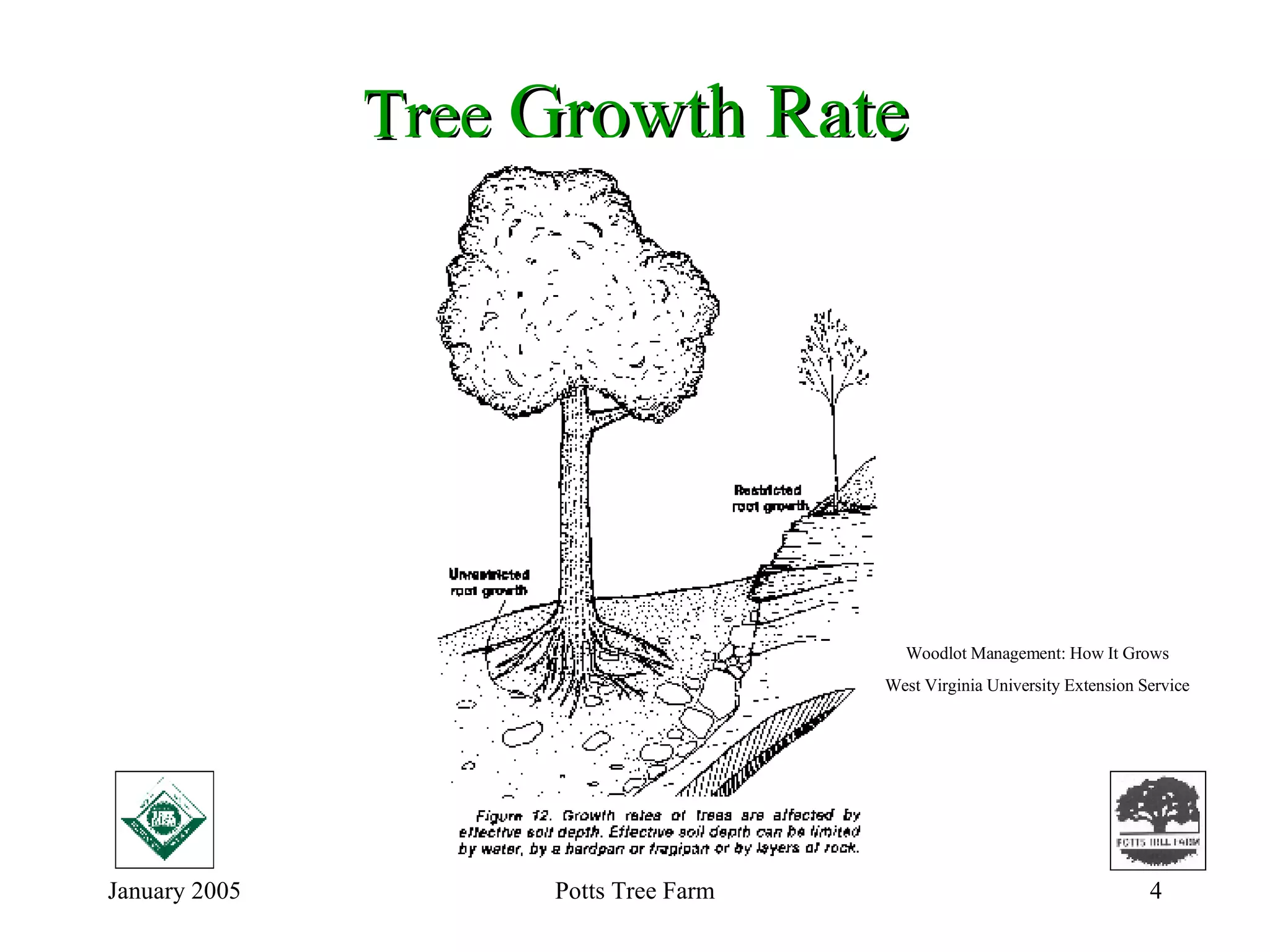 How Do Trees Grow? | PPT