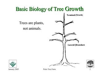 How Do Trees Grow? | PPT