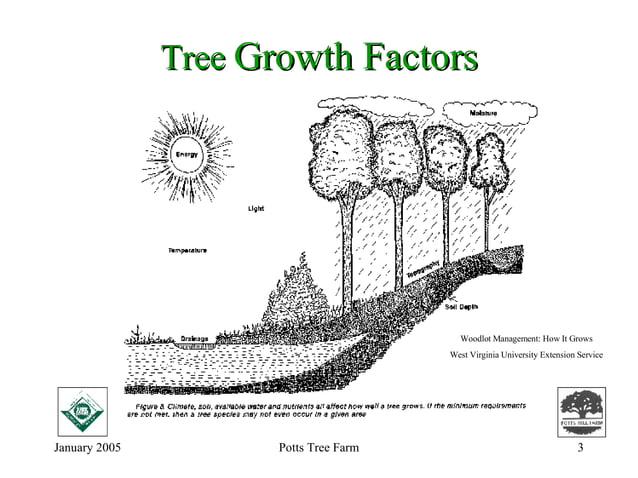 How Do Trees Grow? | PPT