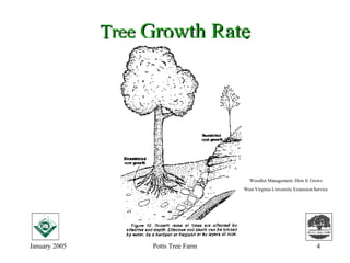 How Do Trees Grow? | PPT
