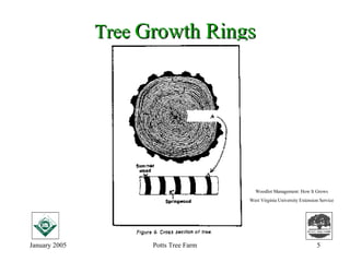 How Do Trees Grow? | PPT