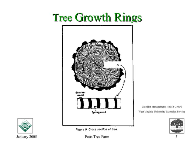 How Do Trees Grow? | PPT