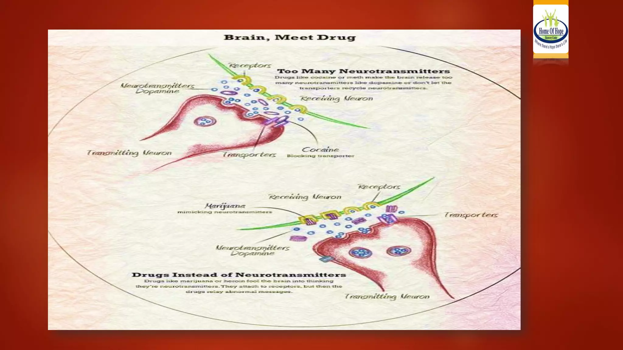 How drugs-affect-brain | PDF