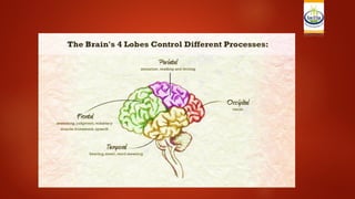 How drugs-affect-brain | PDF