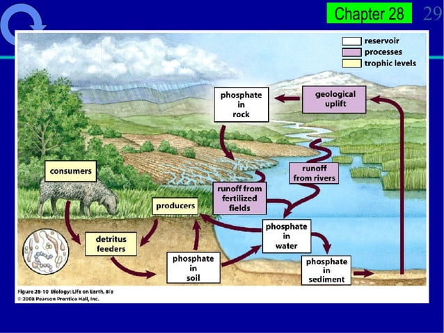 How Ecosystems Work APBio | PPT