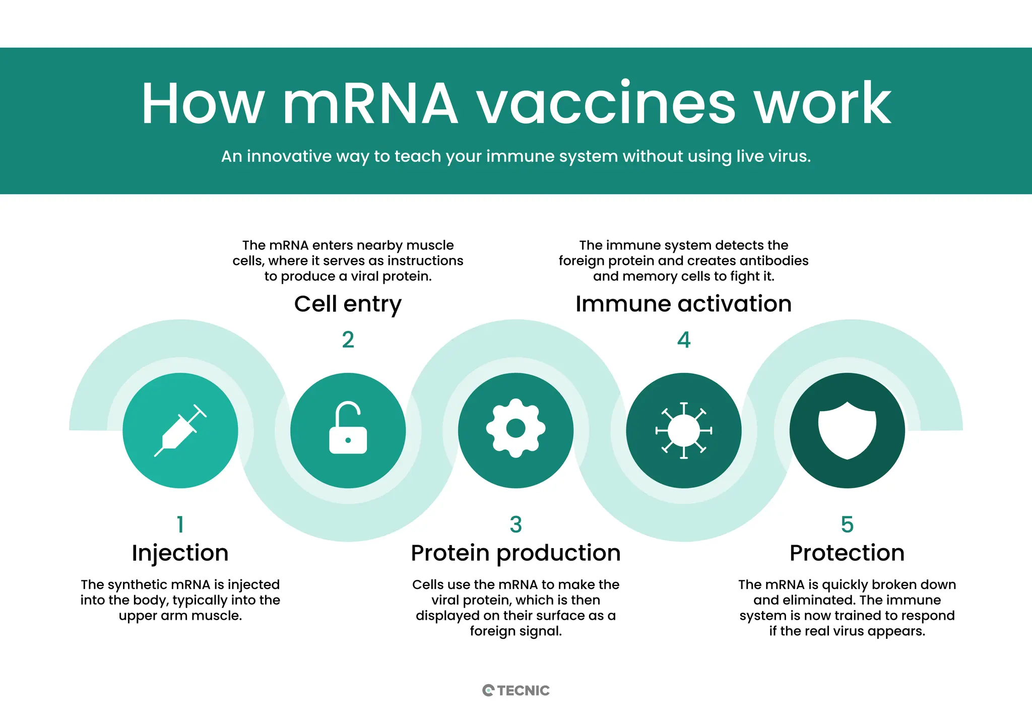Step-by-Step Guide: How mRNA Vaccines Works | PDF