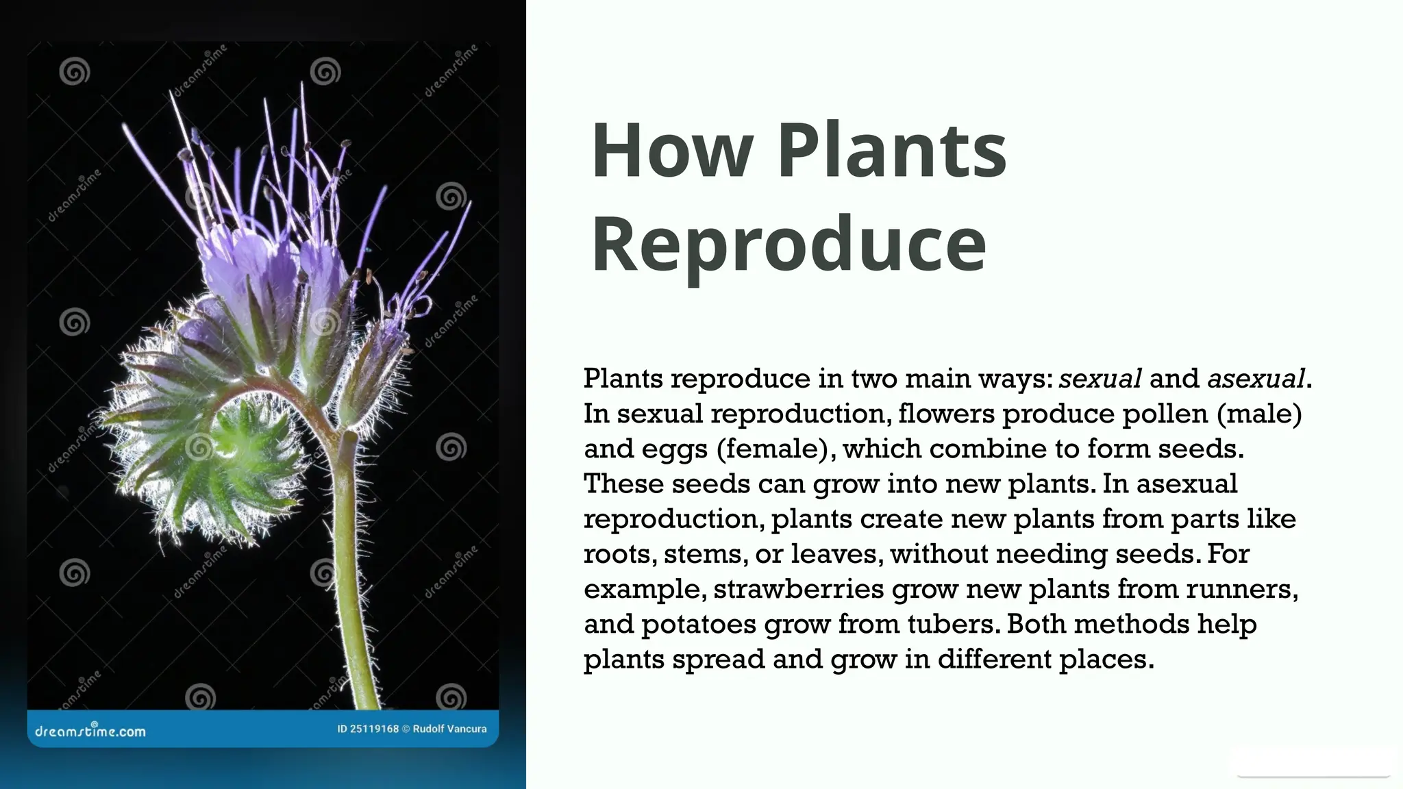 SCIENCE.How-Plants-Reproduce.pptx-1.pptx
