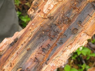 How to Avoid Disaster | PPT