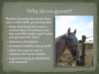 How To Groom A Horse And Identify The | PPTX