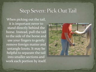 How To Groom A Horse And Identify The | PPTX