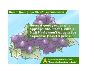 How to Grow Grape Vines? | PPT