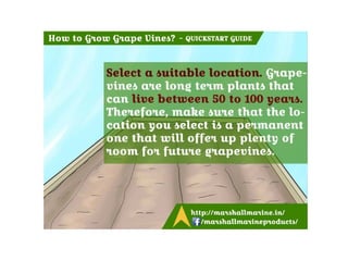 How to Grow Grape Vines? | PPT