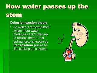How Water Passes Up The Stem | PPT