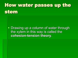 How Water Passes Up The Stem | PPT