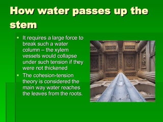 How Water Passes Up The Stem | PPT