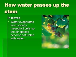 How Water Passes Up The Stem | PPT